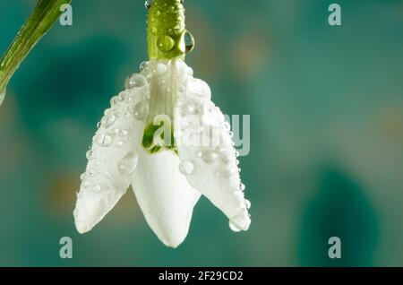 detail of white snowdrop flower over blue background Stock Photo - Alamy