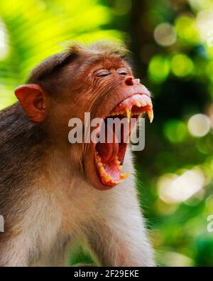 macaque monkey widely open its mouth and showing sharp teeth Stock ...