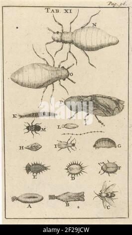 . PRENT Middle and at the top right labeled: tab. XVII. Pag: 128 Stock ...
