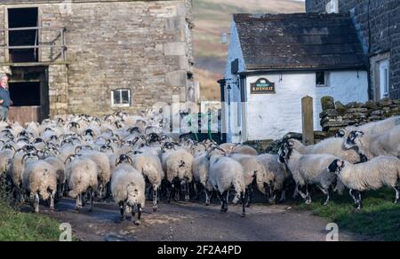 Ravenseat Farm, a Yorkshire Dales sheep farm and home to The Yorkshire ...