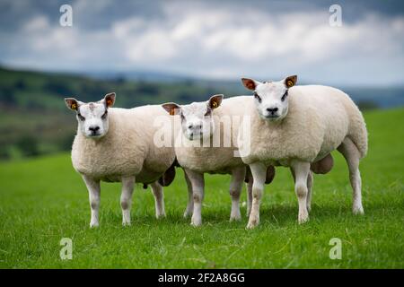 Pedigree Beltex ram lambs in a lush pasture, Cumbria, UK Stock Photo ...