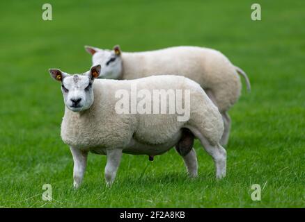 Pedigree Beltex ram lambs in a lush pasture, Cumbria, UK Stock Photo ...