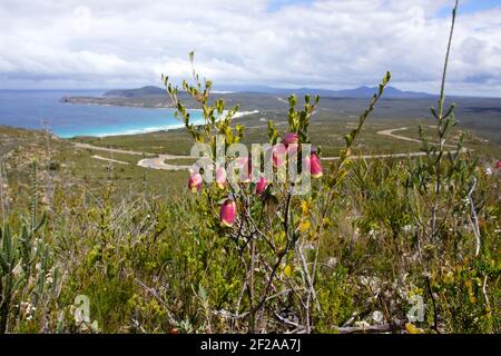 Qualup Bells, Pimelea physodes, native shrub with red bell-shaped ...