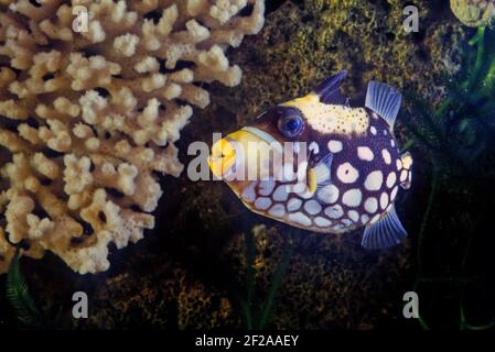 Clown triggerfish (Balistoides conspicillum), also known as the ...