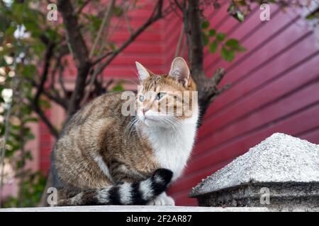 Furry tabby cat with slanted eyes, looking at lens, sunbathing on a ...