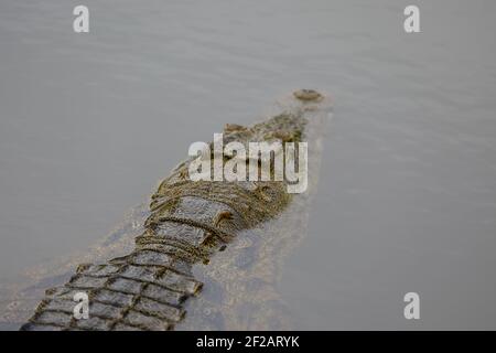 A closeup of the back of an alligator on the water surface Stock Photo ...