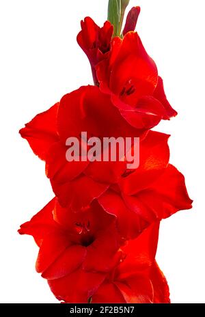 Single flower of red gladiolus isolated on white background Stock Photo ...