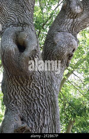 Gnarly Tree Trunk Stock Photo - Alamy