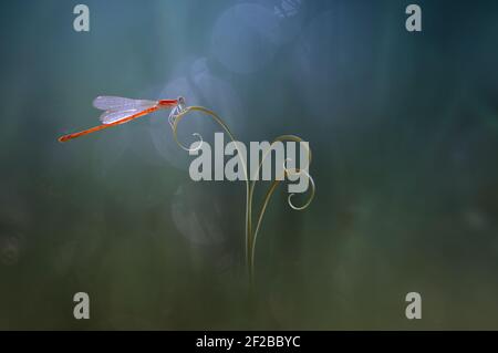 Close-up of a damselfly on a spiral tendril, Indonesia Stock Photo - Alamy