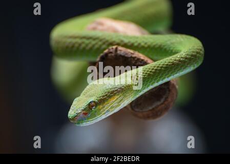 White lipped Green Pit Viper Trimeresurus albolabris detail of belly ...