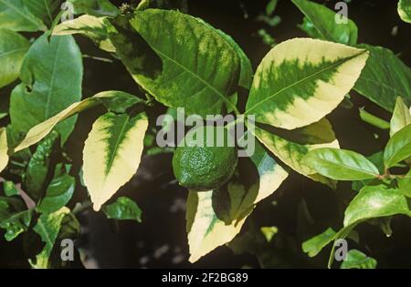 Severe marginal chlorosis to the leaves of a mature lemon tree caused ...