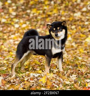 Shiba side profile Stock Photo - Alamy