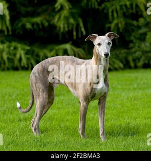 Adult whippet dog standing in nature background Stock Photo - Alamy