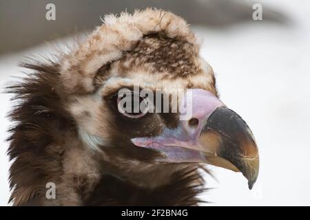 Portrait of an alert griffin sitting on the ground. Natural close-up of ...