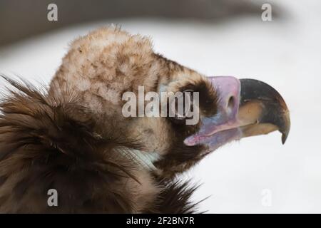 Portrait of an alert griffin sitting on the ground. Natural close-up of ...