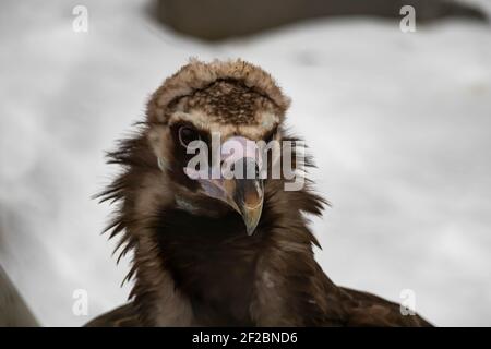 Portrait of an alert griffin sitting on the ground. Natural close-up of ...