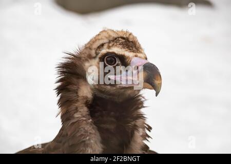 Portrait of an alert griffin sitting on the ground. Natural close-up of ...