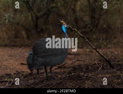 Guineafowl on the ground in Kruger National Park, South Africa. Pet ...