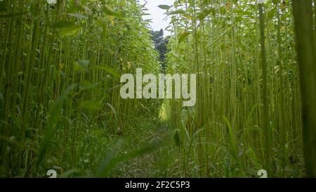 The field is full of jute. Jute arranged in rows. Images are in high ...