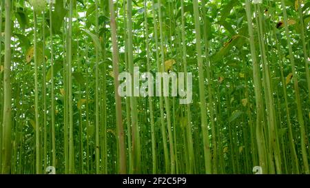 The field is full of jute. Jute arranged in rows. Images are in high ...