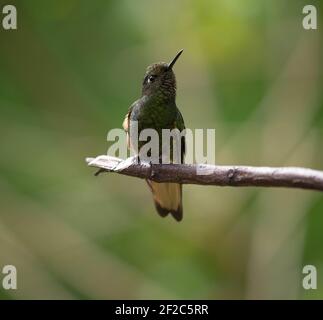 Isolated green buff-tailed coronet Boissonneaua flavescens hummingbird ...