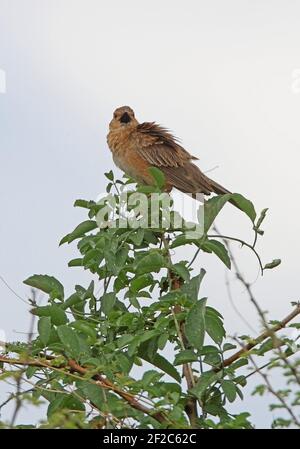 Pink-breasted lark (Mirafra poecilosterna) on typical perch on top of ...
