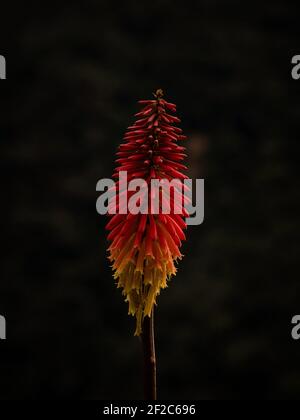 torch lily on a black background Stock Photo - Alamy