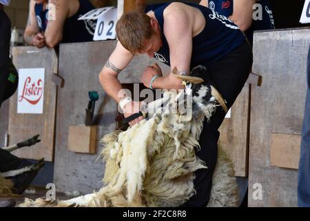Stuart MacDougall Sheep shearing at the Royal Highland Show Stock Photo ...