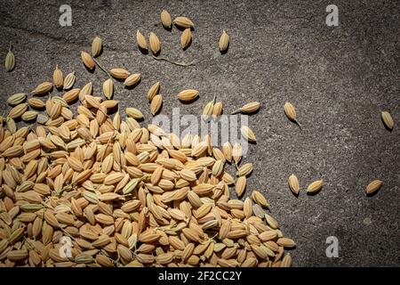 un-hulled rice, rough rice, unhulled rice Stock Photo - Alamy