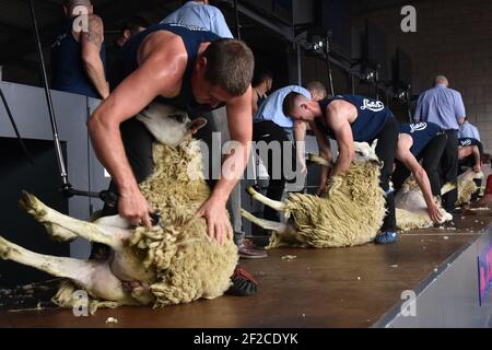 Gavin Mutch Sheep shearing at the Royal Highland Show Stock Photo - Alamy