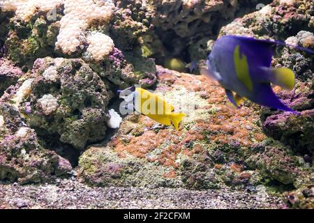 The blotched foxface, Siganus unimaculatus, is a species of rabbitfish ...