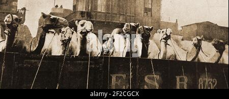 WWI - THE IMPERIAL CAMEL CORPS BRIGADE (ICCB) was a camel-mounted ...