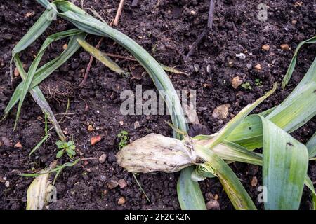 Leeks affected by the allium leaf miner, Phytomyza gymnostoma, showing ...