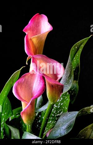Calla lily in arrangement on black background Stock Photo - Alamy