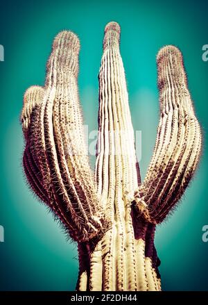 Close up of teal succulent cactus. Blue echeveria plant top view. Teal ...