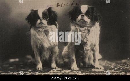 Portrait of two spaniels (HS85 10 20064 Stock Photo - Alamy