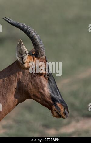 Topi face closeup, Masai Mara National Park, Kenya Stock Photo - Alamy