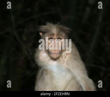 monkey (macaque) isolation on a black background Stock Photo - Alamy