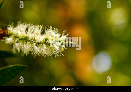 Melaleuca cajuputi flower, in shallow focus, commonly known as cajuput ...
