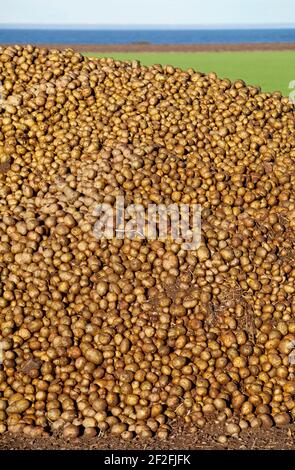 Potato harvest at Kastlosa, Oland, Sweden. Photo: Anders Good / TT ...