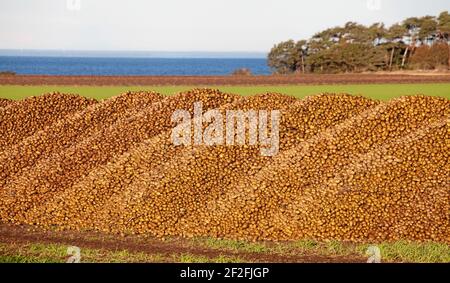 Potato harvest at Kastlosa, Oland, Sweden. Photo: Anders Good / TT ...