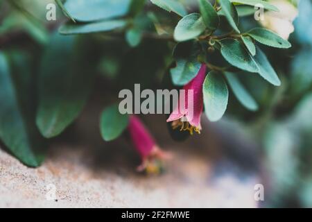 Australian native correa plant with small red bell-shaped flowers in ...