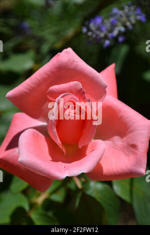 Rose flower against green Stock Photo - Alamy