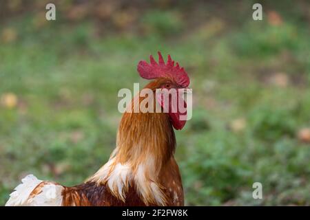 Organic farm, rooster free running Stock Photo - Alamy