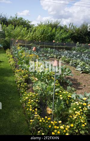 Cabbages protceted from garden pests by plastic netting and companion ...