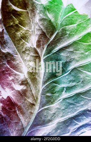 Beautiful abstraction leaf texture neon light. Minimalism retro style ...