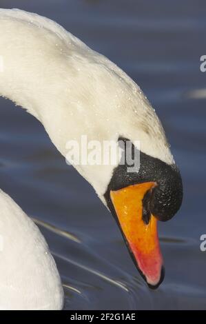 Head shot of mute swans (cygnus olor) together in the water Stock Photo ...