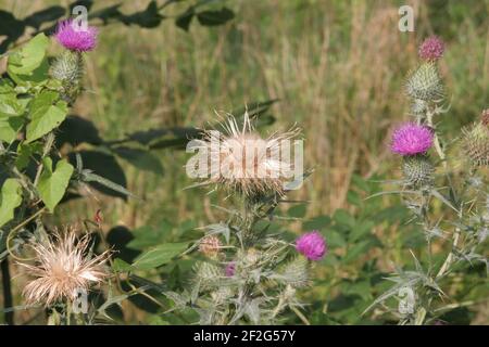 Thistles, carduus nutans, blossom thistles, calcalereous, arvense Stock ...