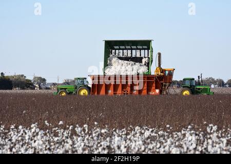 Cotton Farming, TEXAS, USA Stock Photo - Alamy
