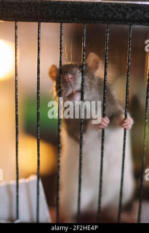 Cage, house rat, piebald Stock Photo - Alamy